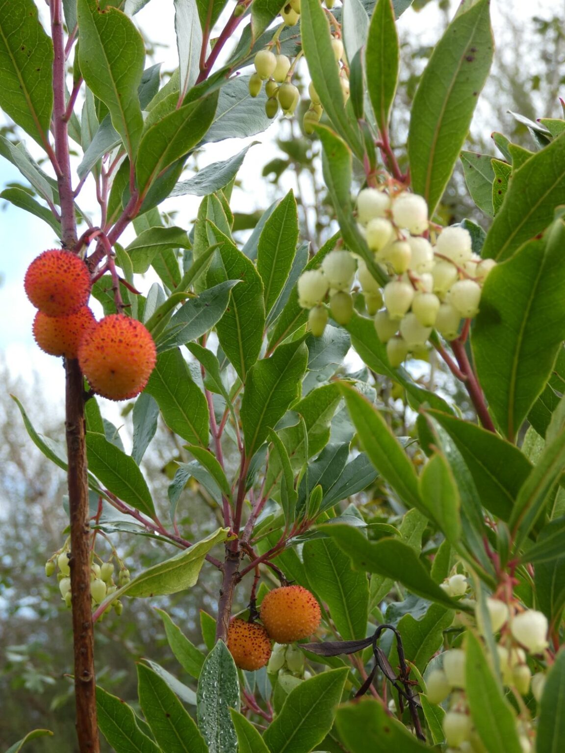 Arbutus unedo – APP4Future