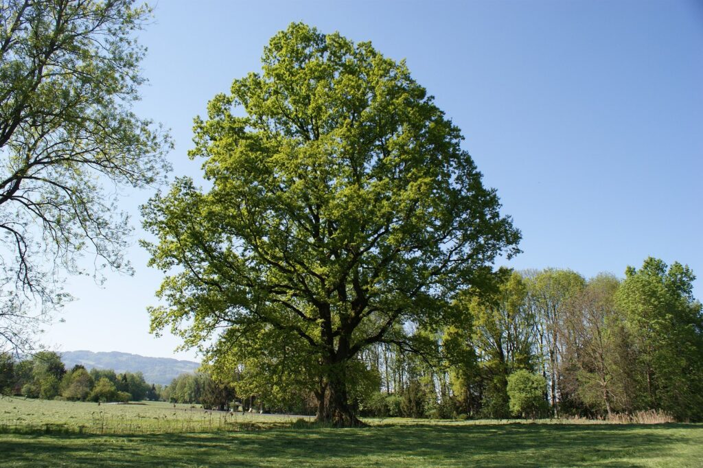 Quercus robur – APP4Future